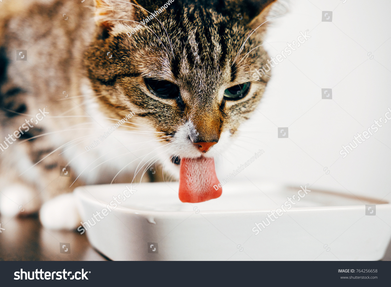 Teknik - Comment le chat boit-il ? - Hello, world! I'm Denis Terwagne